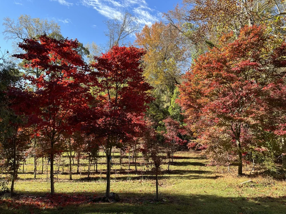 Large Japanese Maples Photos — Focal Point Trees - Specimen Japanese Maples