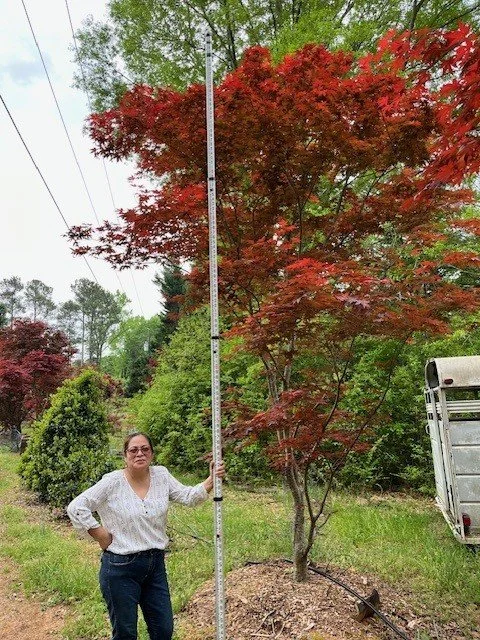 Large Japanese Maples Photos — Focal Point Trees - Specimen Japanese Maples