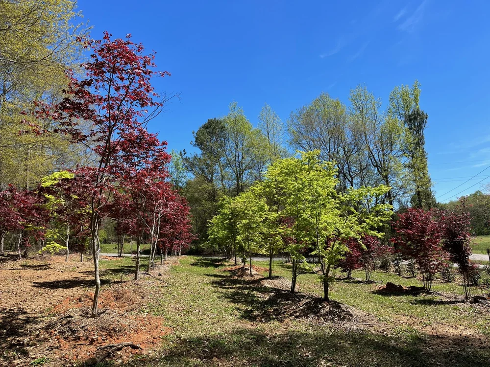 Large Japanese Maples Photos — Focal Point Trees - Specimen Japanese Maples