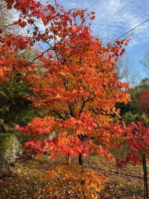 Large Japanese Maples Photos — Focal Point Trees - Specimen Japanese Maples