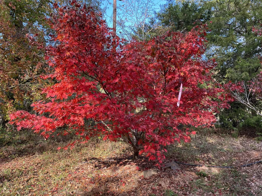 Large Japanese Maples Photos — Focal Point Trees - Specimen Japanese Maples