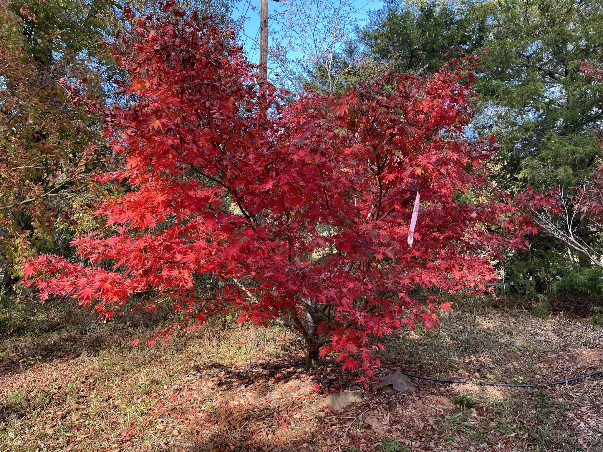 Large Japanese Maples Photos — Focal Point Trees - Specimen Japanese Maples
