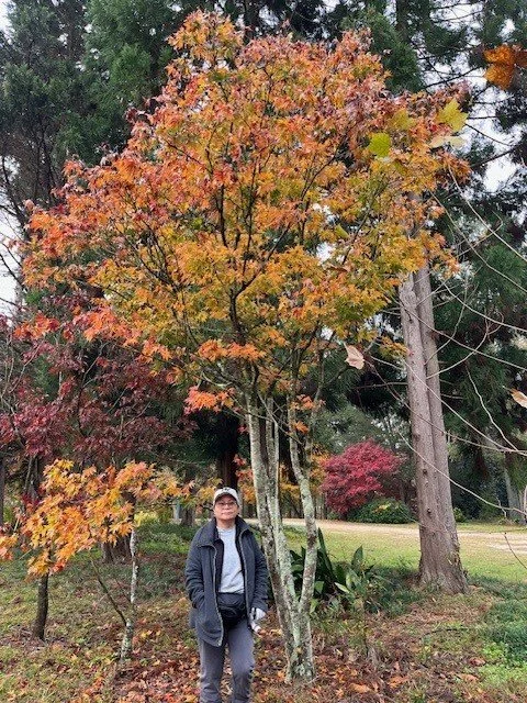 Large Japanese Maples Photos — Focal Point Trees - Specimen Japanese Maples