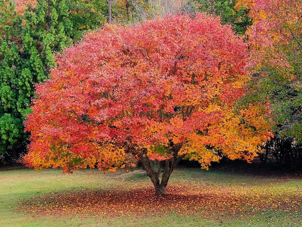 Focal Point Trees - Specimen Japanese Maples