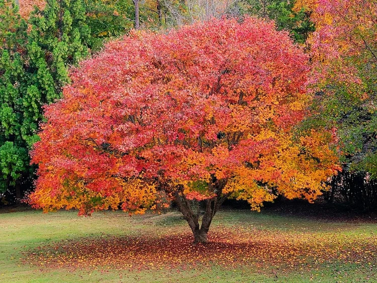 Focal Point Trees - Specimen Japanese Maples