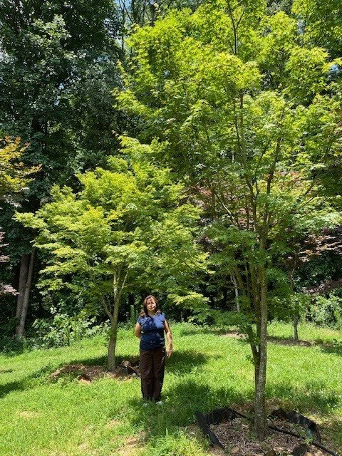 Large Japanese Maples Photos — Focal Point Trees - Specimen Japanese Maples