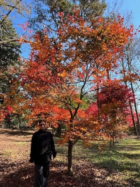 Large Japanese Maples Photos — Focal Point Trees - Specimen Japanese Maples