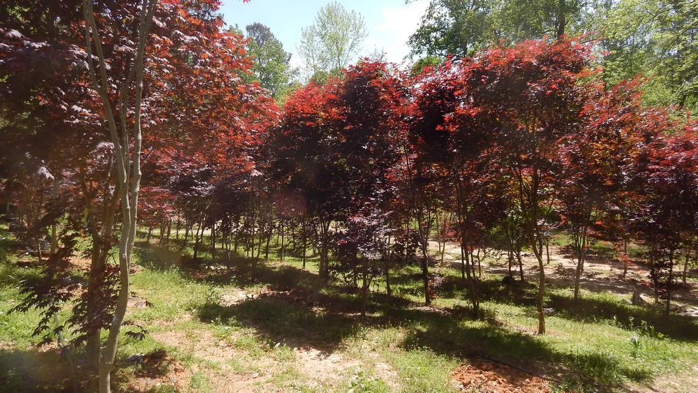 Large Japanese Maples Photos — Focal Point Trees - Specimen Japanese Maples