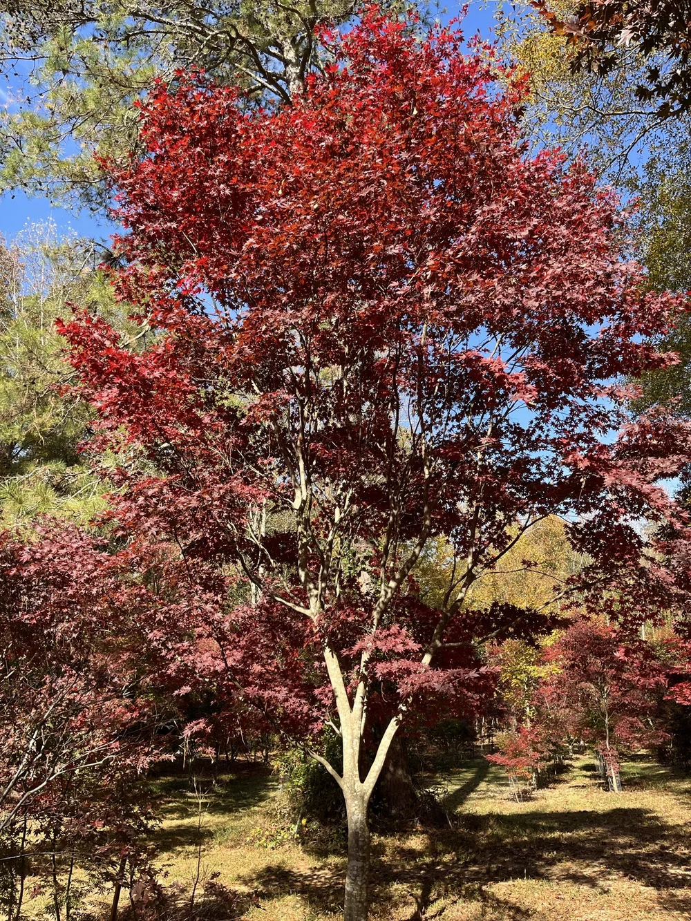 Large Japanese Maples Photos — Focal Point Trees - Specimen Japanese Maples