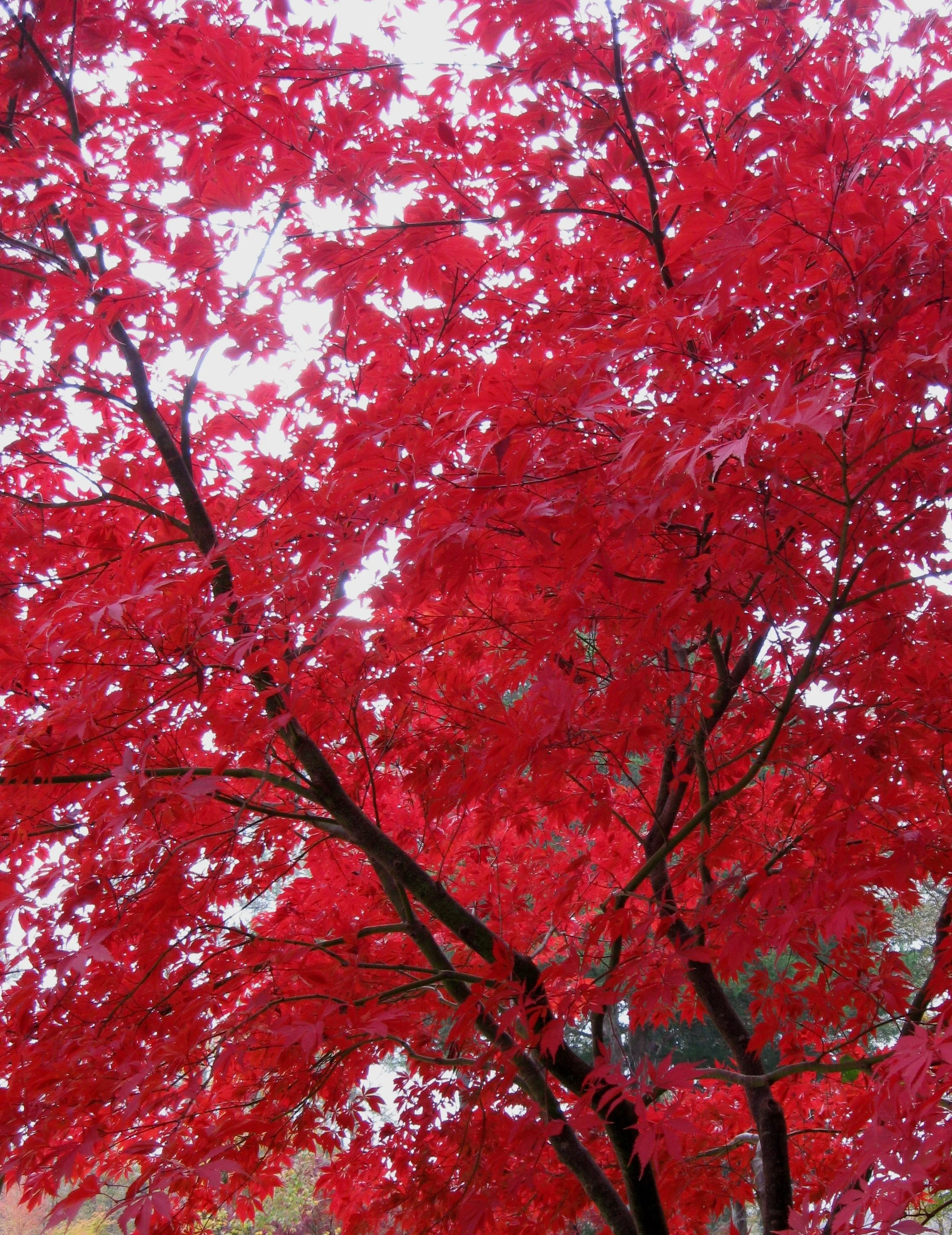 Focal Point Trees - Specimen Japanese Maples