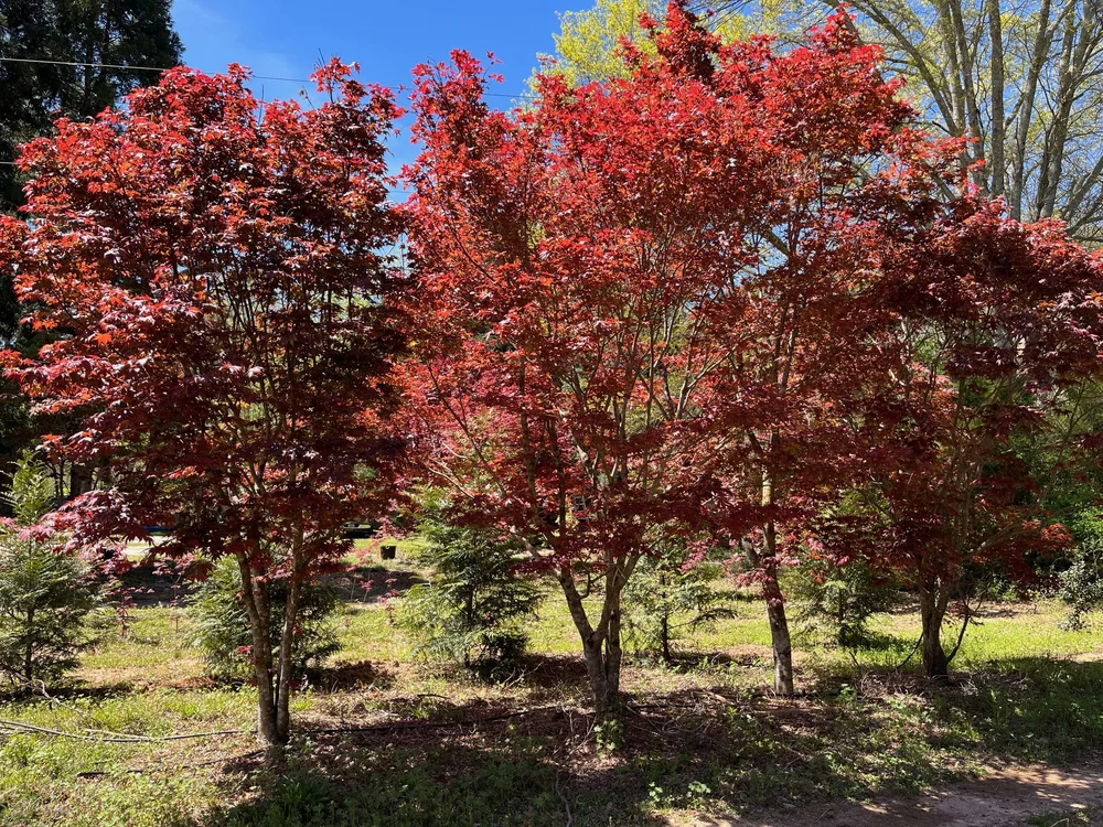 Large Japanese Maples Photos — Focal Point Trees - Specimen Japanese Maples