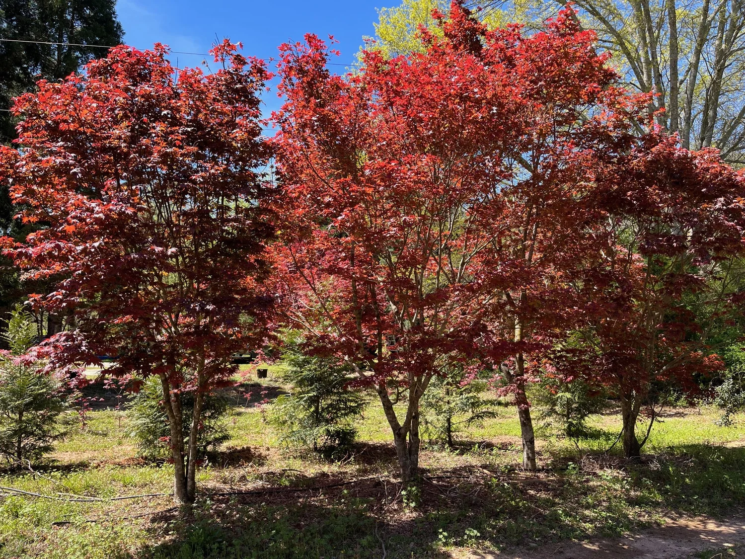 Large Japanese Maples Photos — Focal Point Trees - Specimen Japanese Maples
