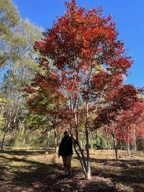 Large Japanese Maples Photos — Focal Point Trees - Specimen Japanese Maples