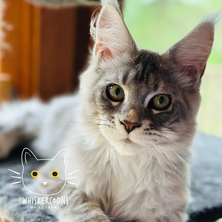 WHISKERCOONS MAINE COONS