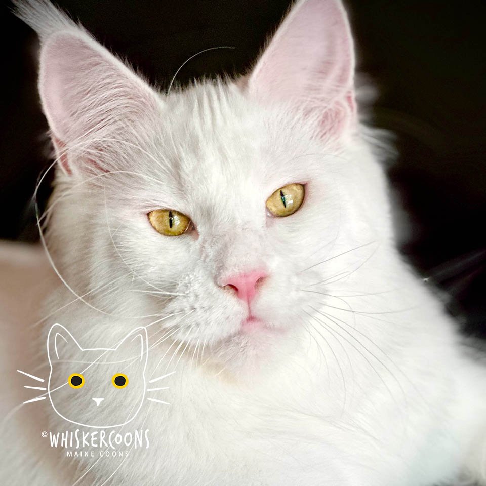 WHISKERCOONS MAINE COONS