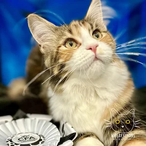 WHISKERCOONS MAINE COONS