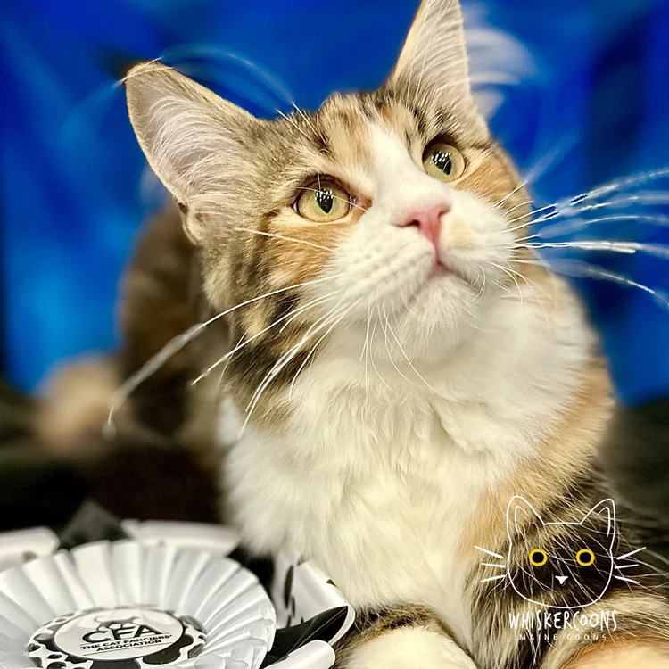 WHISKERCOONS MAINE COONS