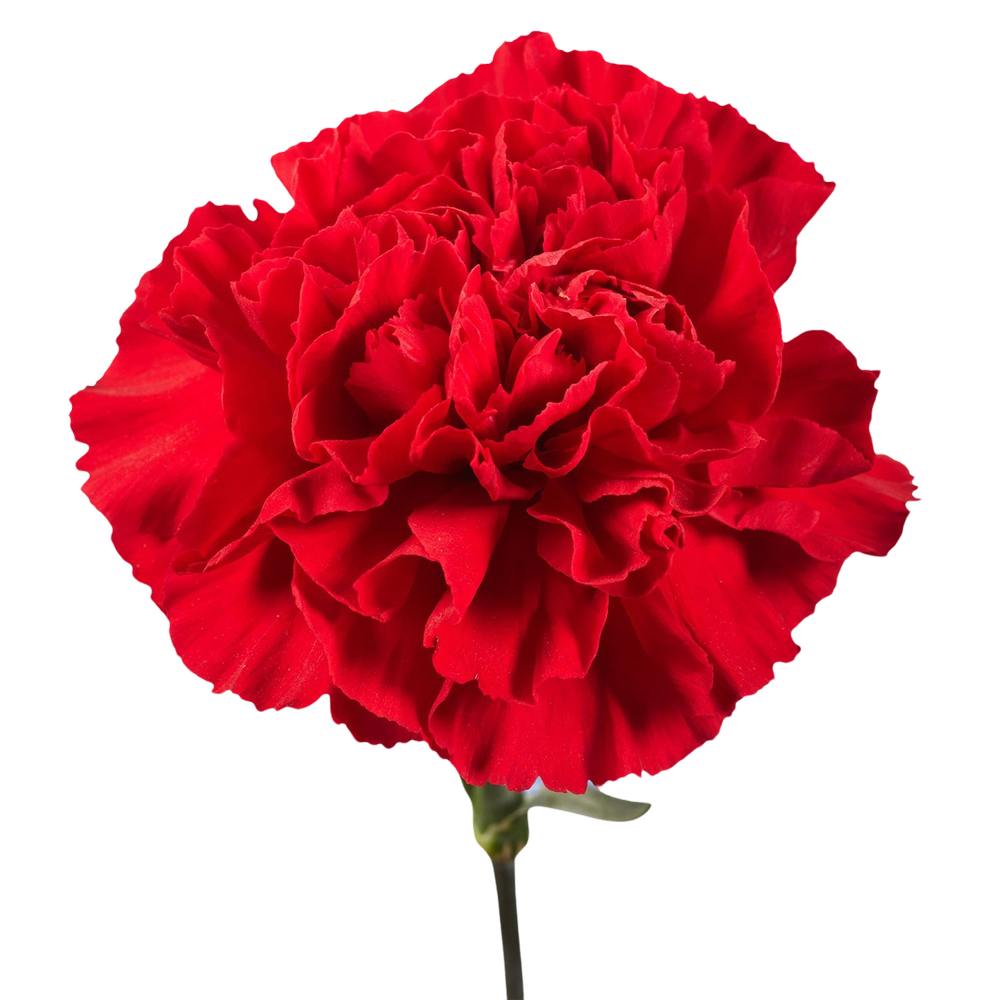 "Discover Phi Iota Alpha Fraternity Inc: History, Mission, Values, and ...