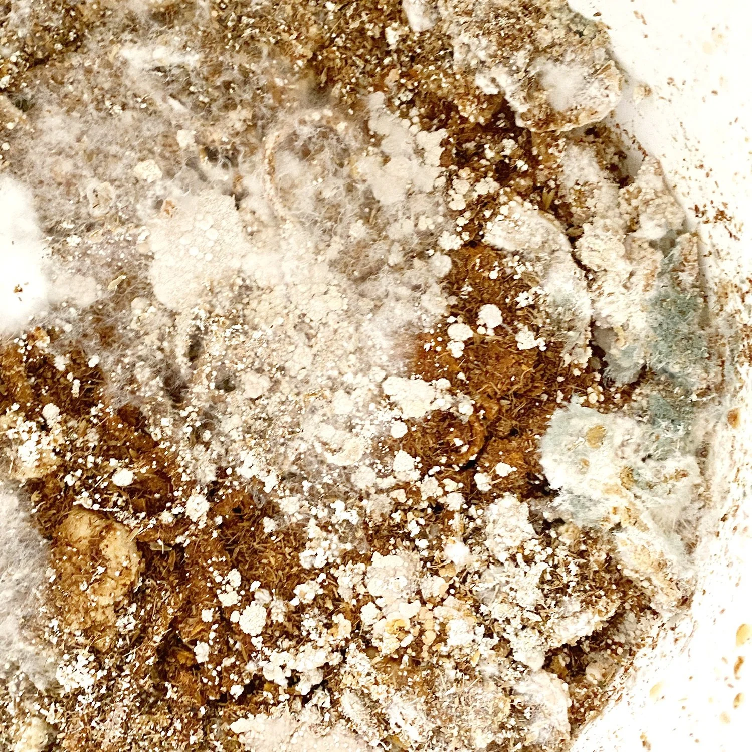 Mold in your bokashi bucket? Here’s what to do. — Garden of Oz