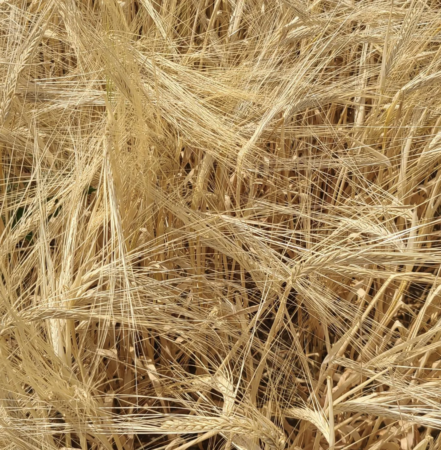 Upcycled Grain — Garden of Oz