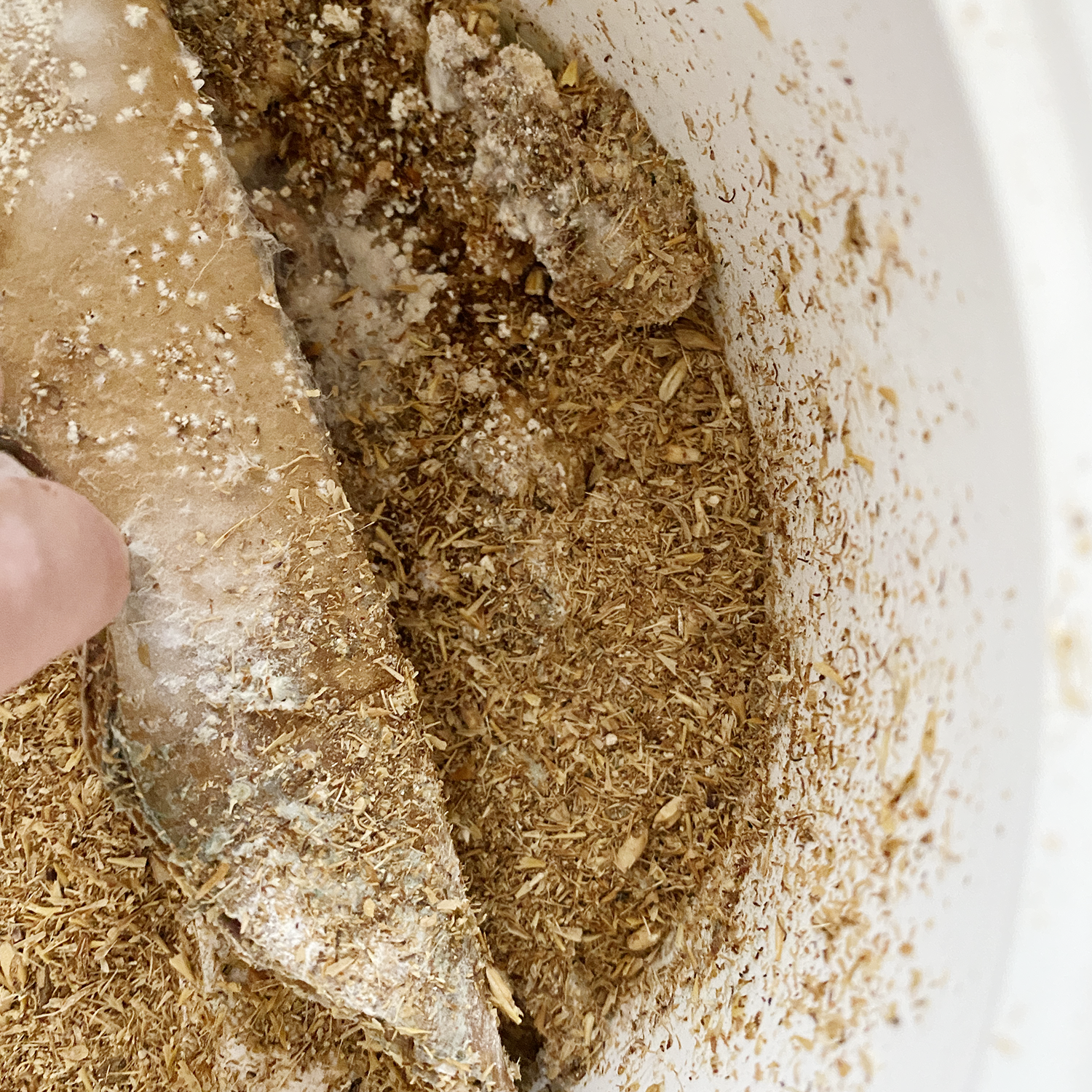 Mold in your bokashi bucket? Here’s what to do. — Garden of Oz