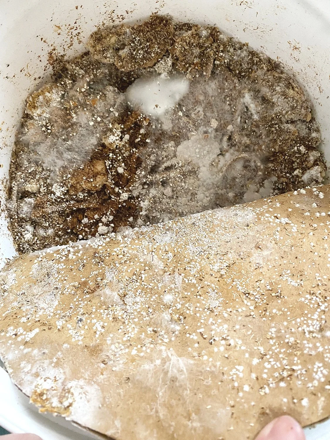 Mold in your bokashi bucket? Here’s what to do. — Garden of Oz