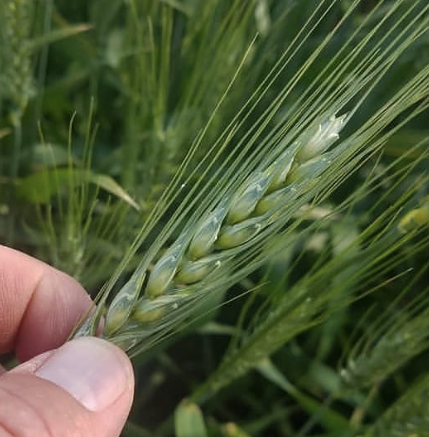 Upcycled Grain — Garden of Oz
