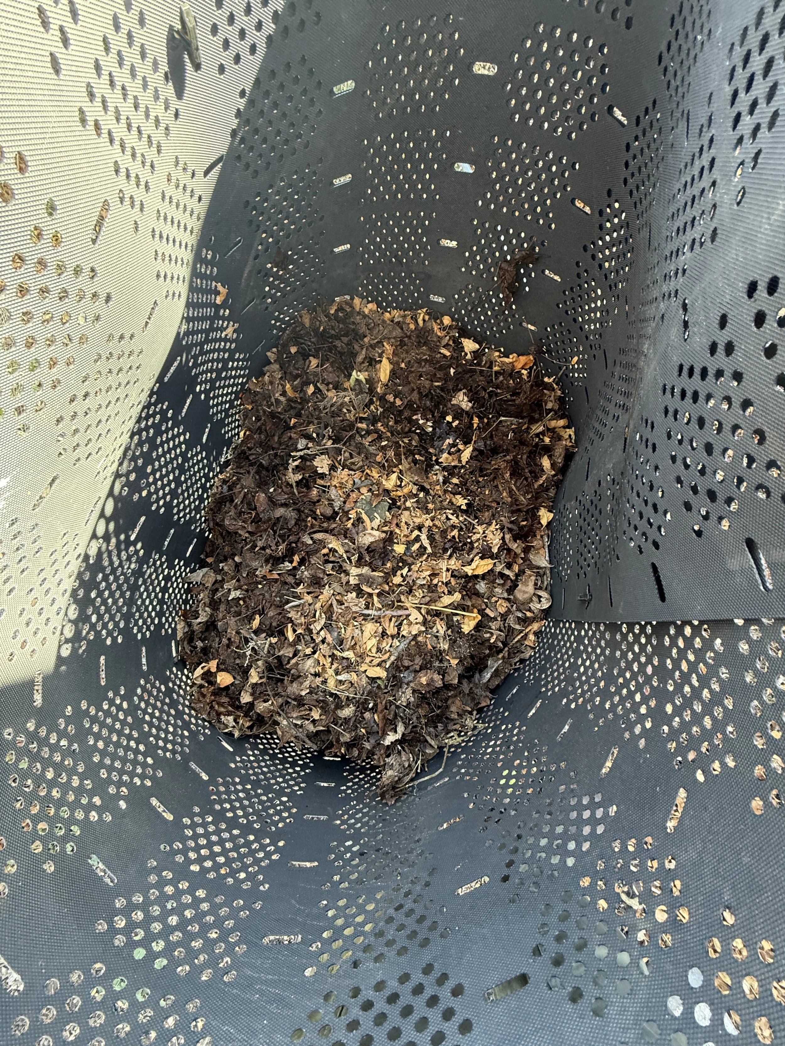 Fall's Free Gift: A Crash Course in Leaf Mould Creation — Garden of Oz