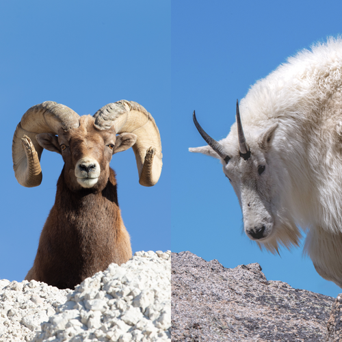 MOSS Field Note #13 – Mountain Goat Bighorn Sheep Interactions at ...