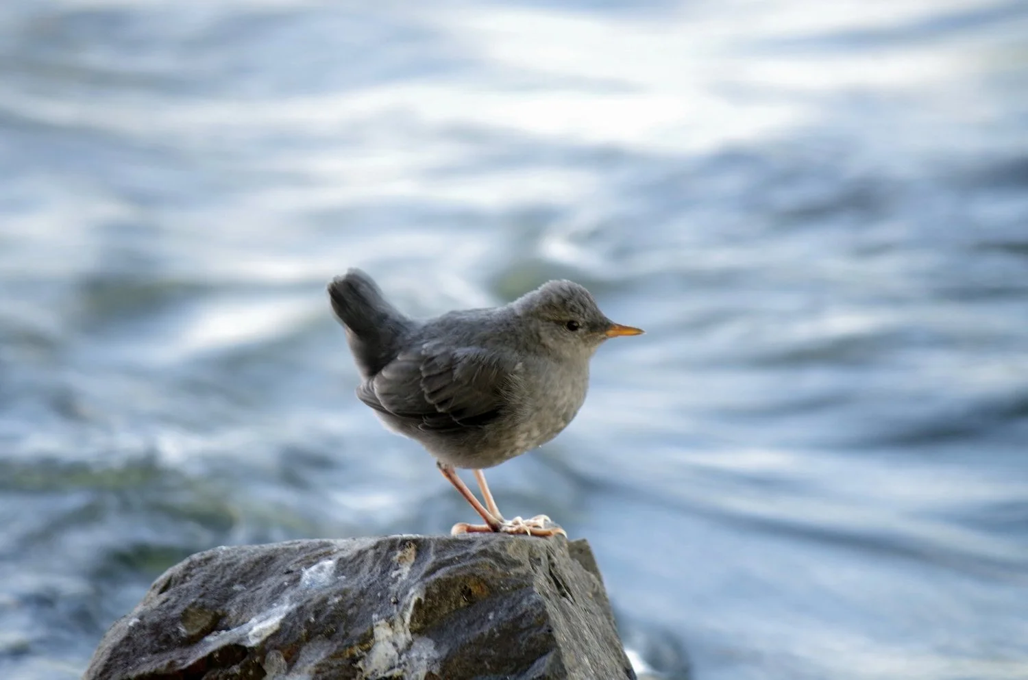 Why Do American Dippers Dip? — Montana Outdoor Science School