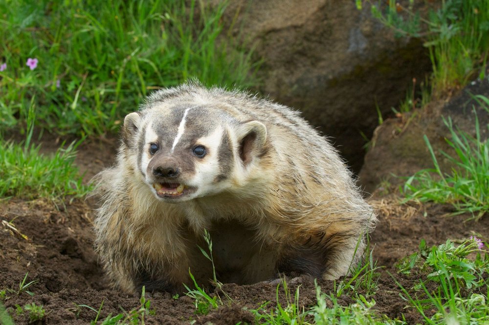 MOSS Field Note #10 - Life Cycle of a Badger by Mell Lerum — Montana ...