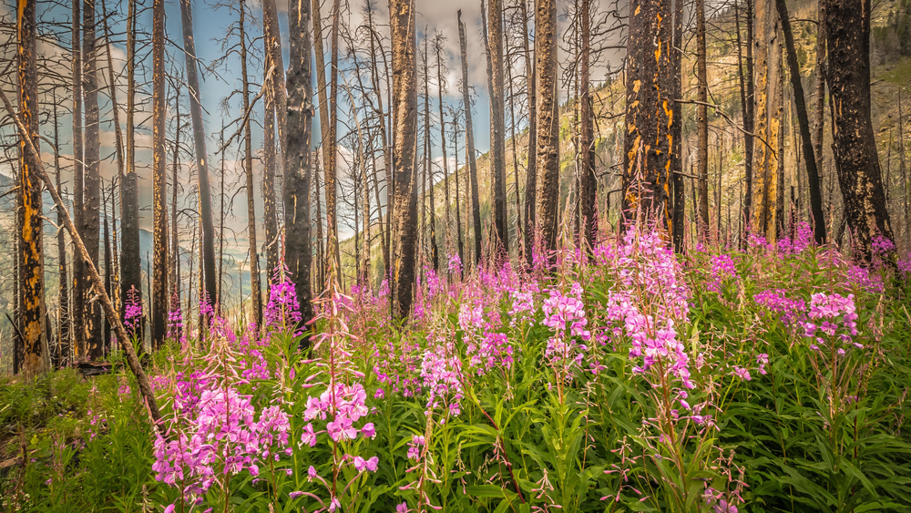 MOSS Field Note 8 – What Happens After A Wildfire by Eden Potratz ...