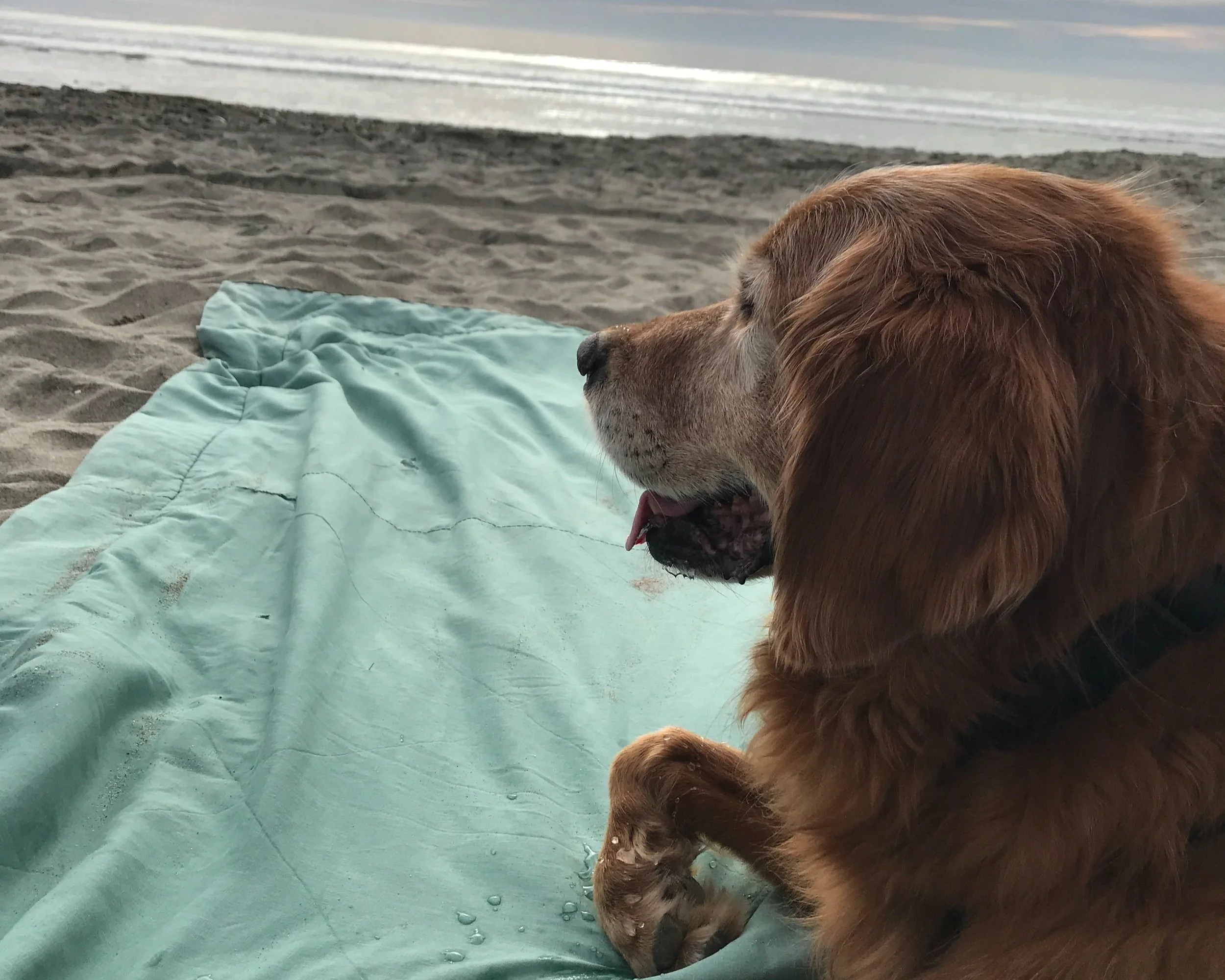 Quality of Life Assessment for Pets | Guidance by Love Always Vet Care ...