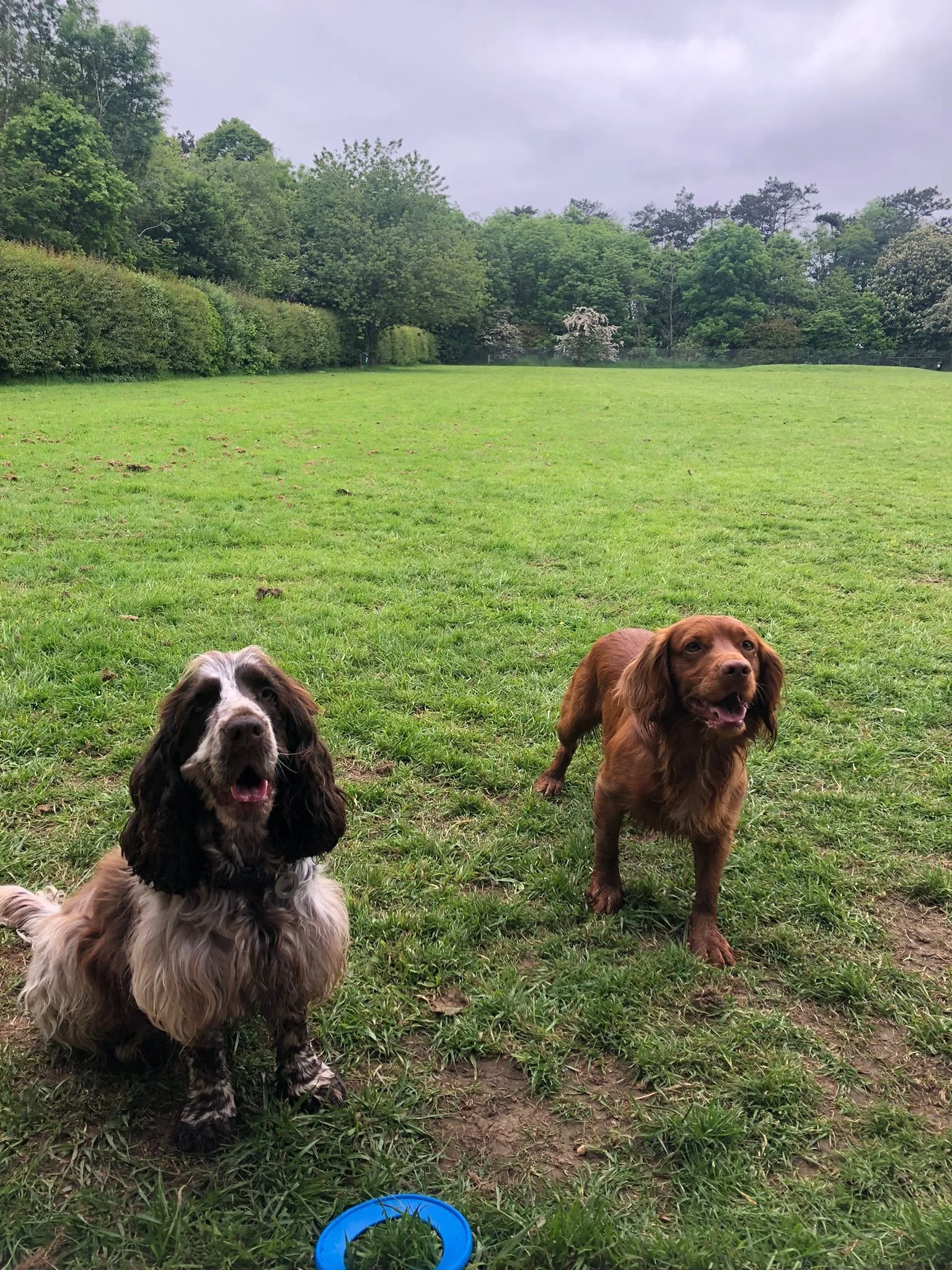 Burrough Court Dog Field – Paws in The Park