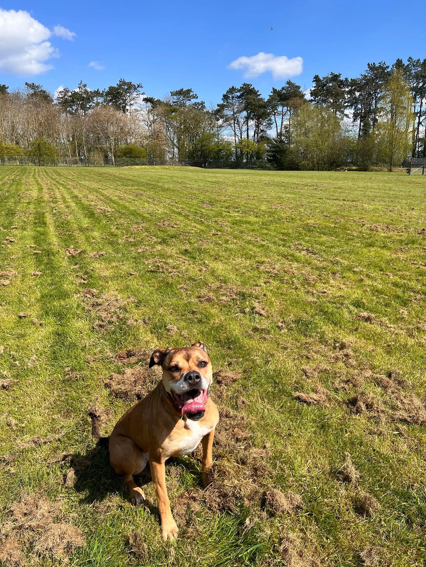 Burrough Court Dog Field – Paws in The Park