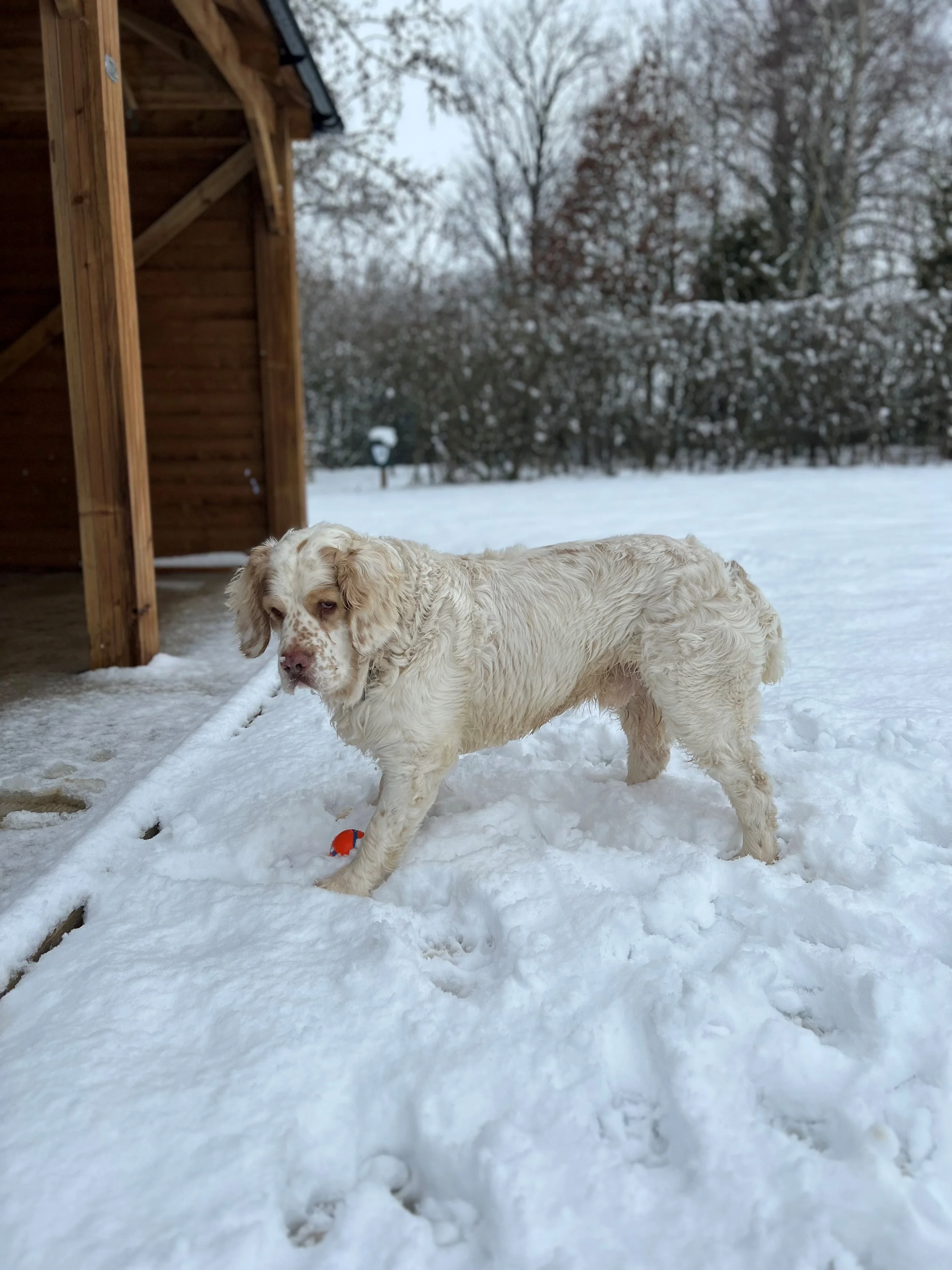 Burrough Court Dog Field – Paws in The Park