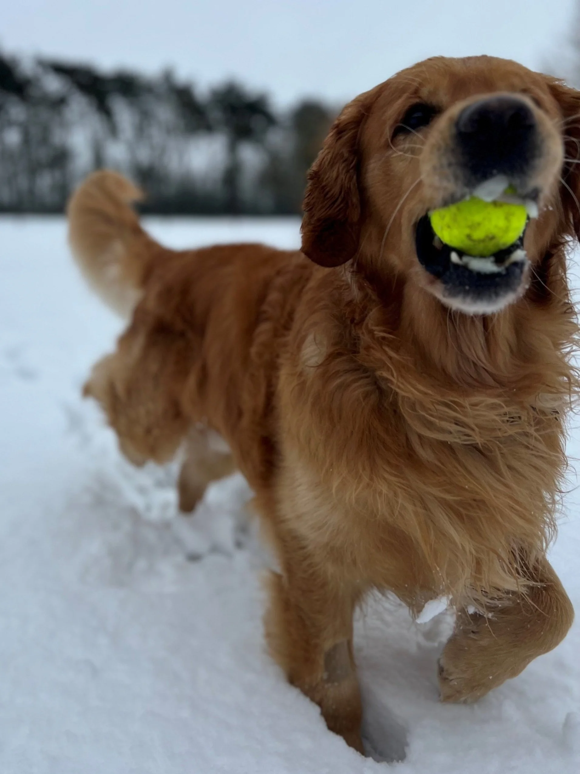 Burrough Court Dog Field – Paws in The Park