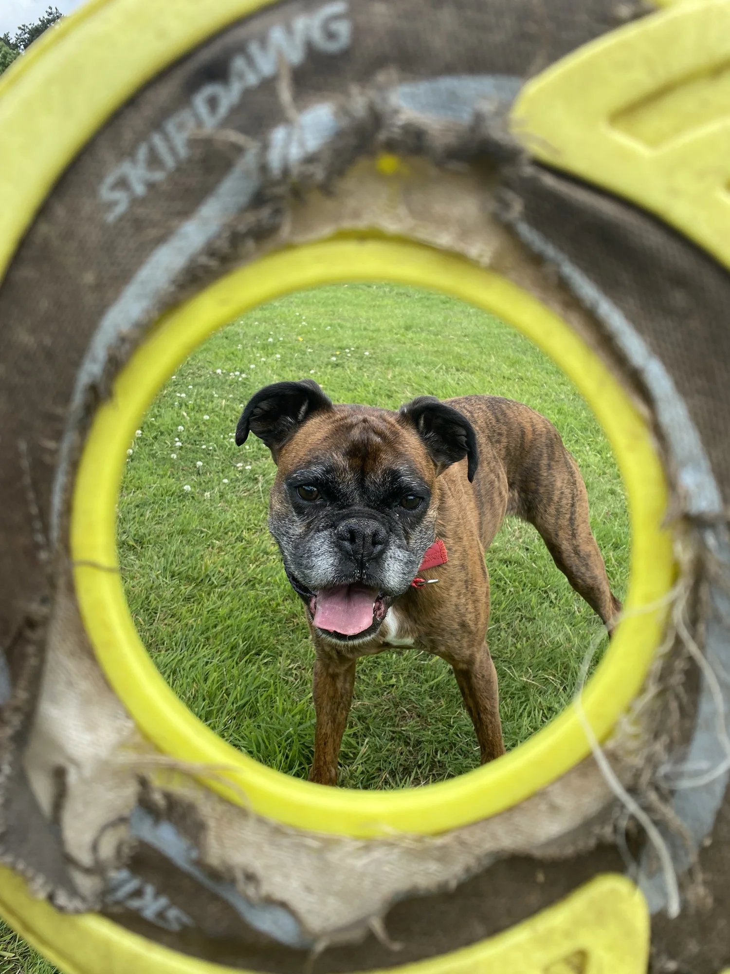 Burrough Court Dog Field – Paws in The Park