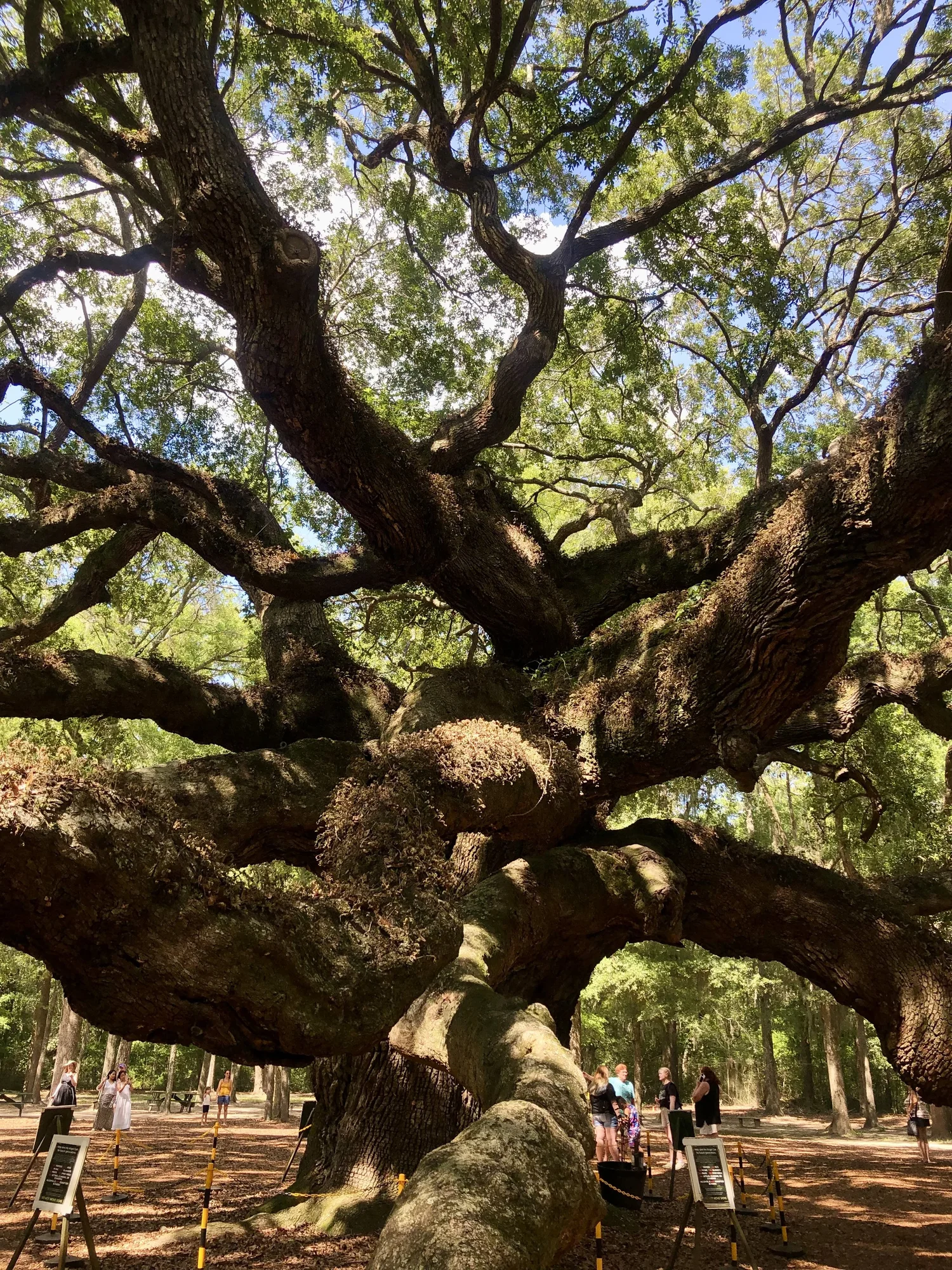 Roots | Empower Your Nervous System—Join Now — Regulate with Amy