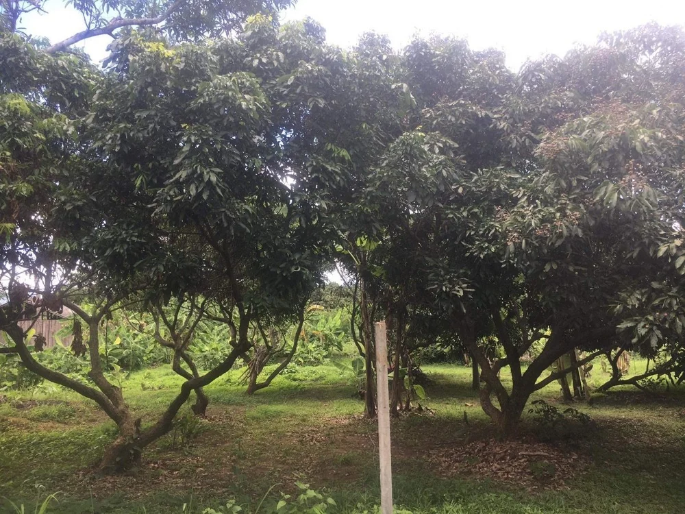 Miracle of the Lam Yai Trees — Jesus for Asia