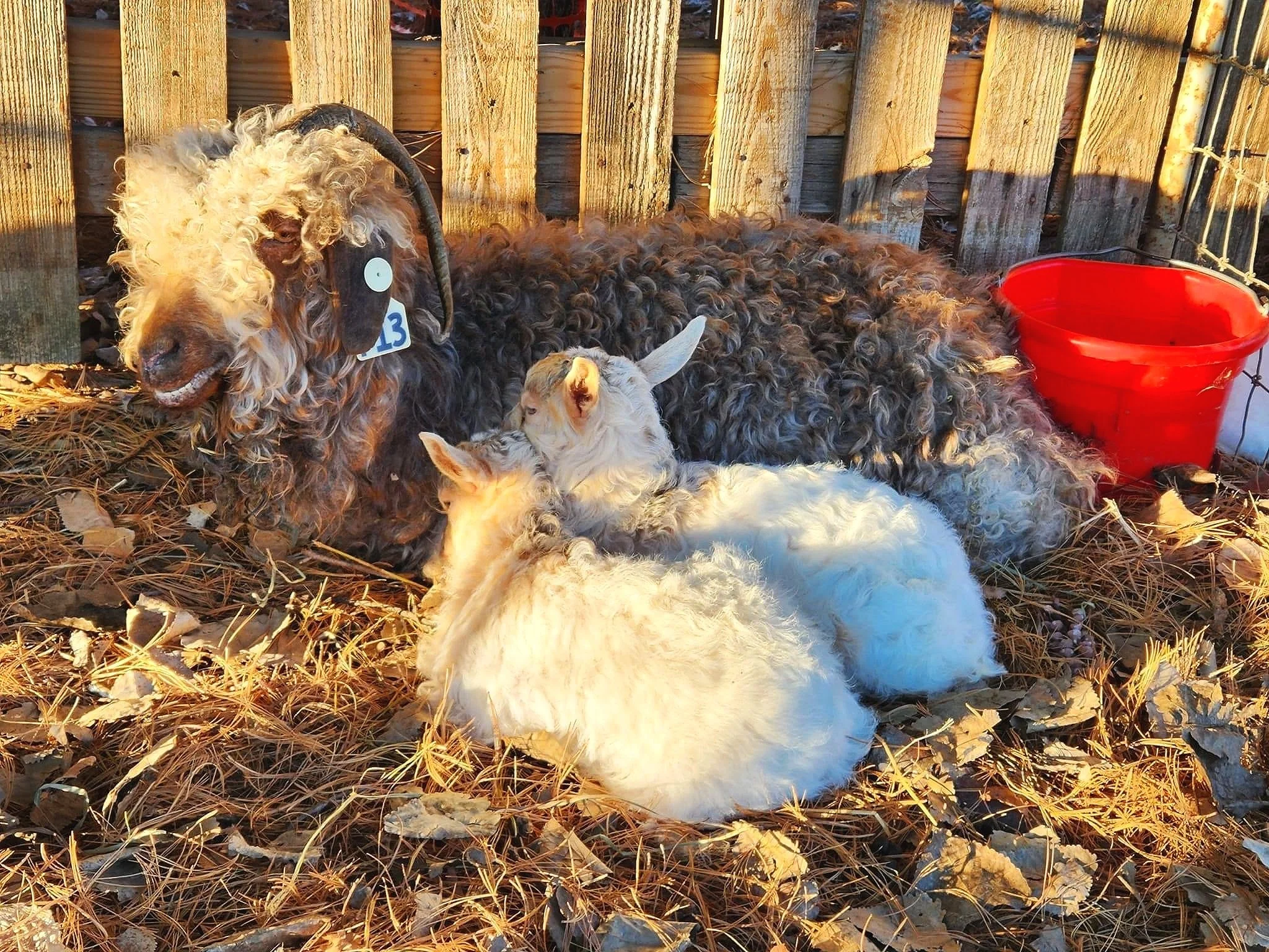 Gallery 1 — Happy Goat Christmas Tree Farm