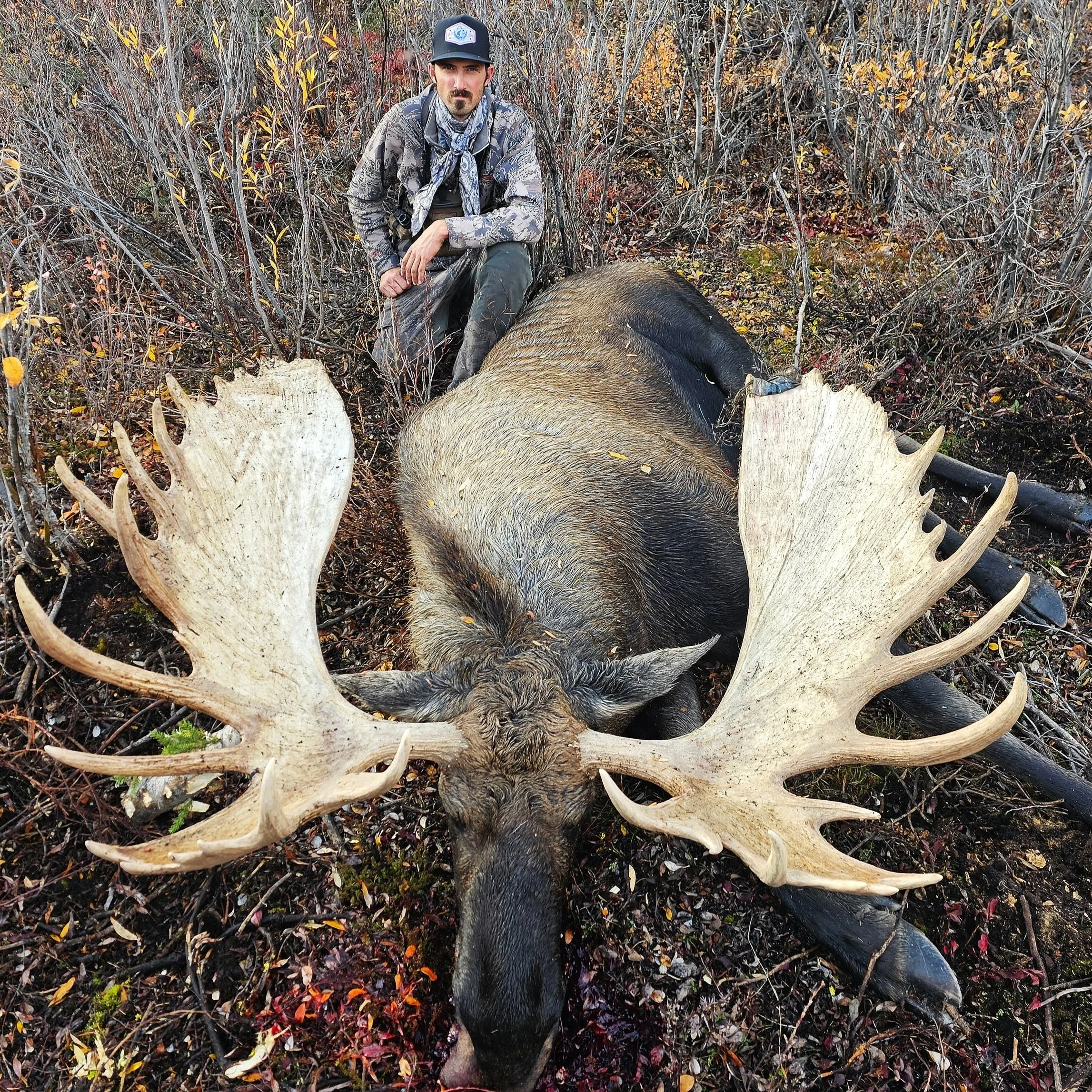 Alaska-Yukon Moose Hunts | Guided Moose Hunts in The Yukon — Blackstone ...