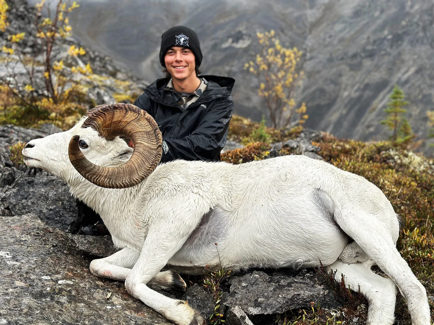 Yukon Dall Sheep Hunts | Guided Dall/Fannin Sheep Hunting — Blackstone ...