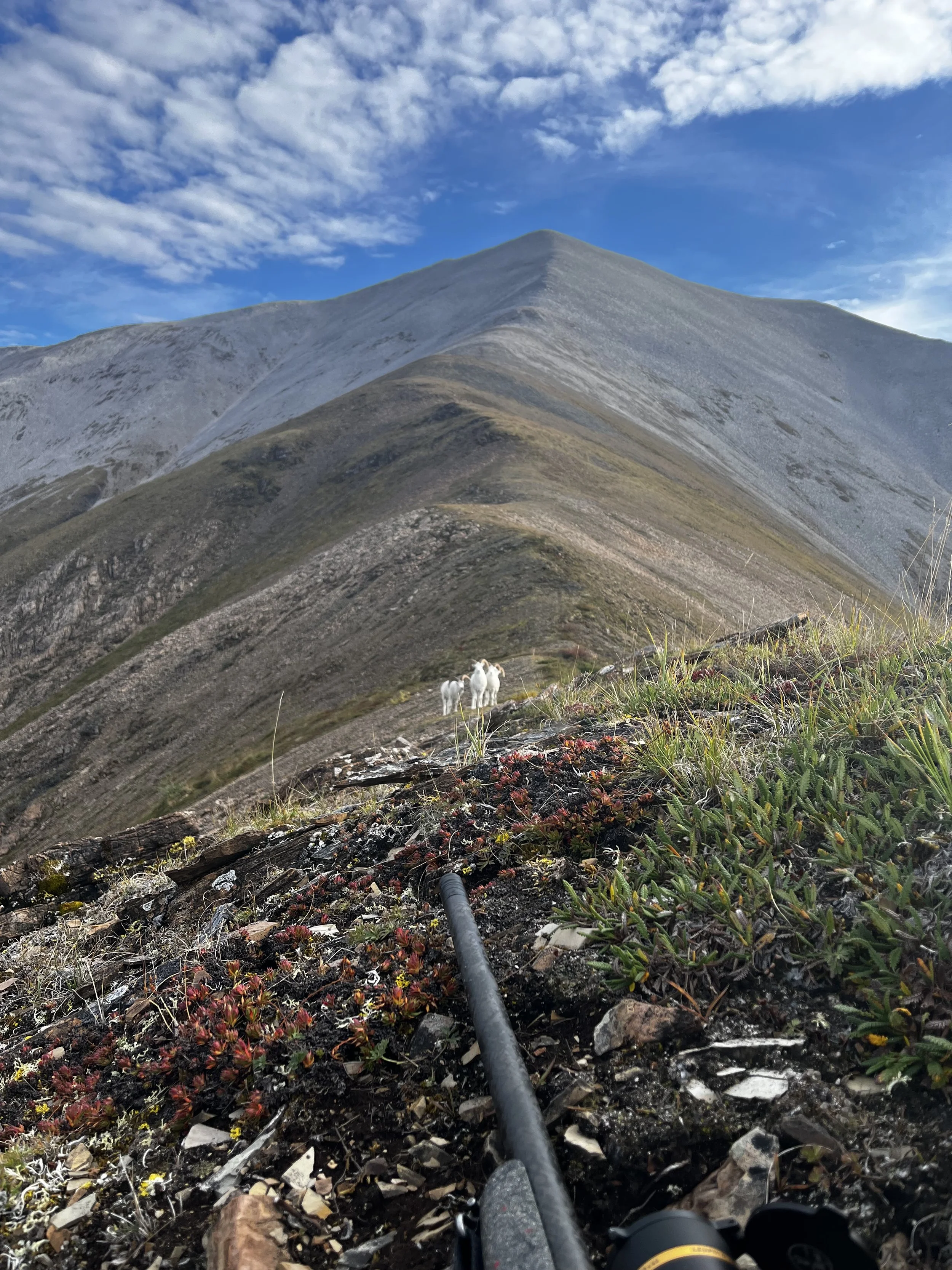 Yukon Dall Sheep Hunts | Guided Dall/Fannin Sheep Hunting — Blackstone ...
