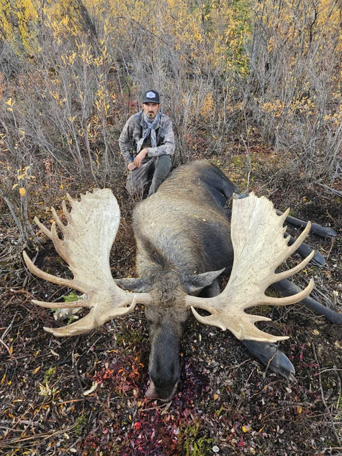 Alaska-Yukon Moose Hunts | Guided Moose Hunts in The Yukon — Blackstone ...
