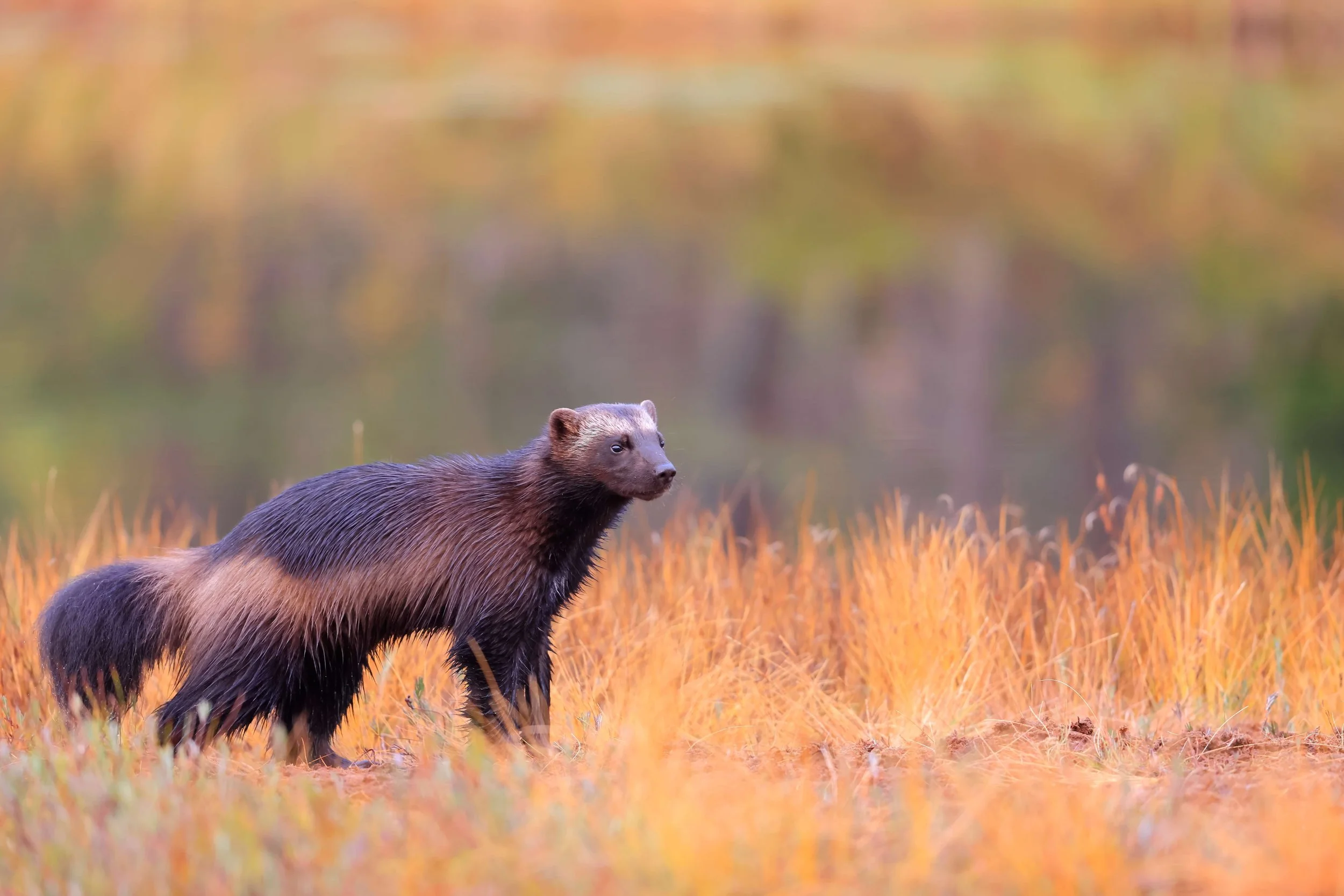 Wolf & Wolverine Hunting in The Yukon | Yukon Predator Hunts ...