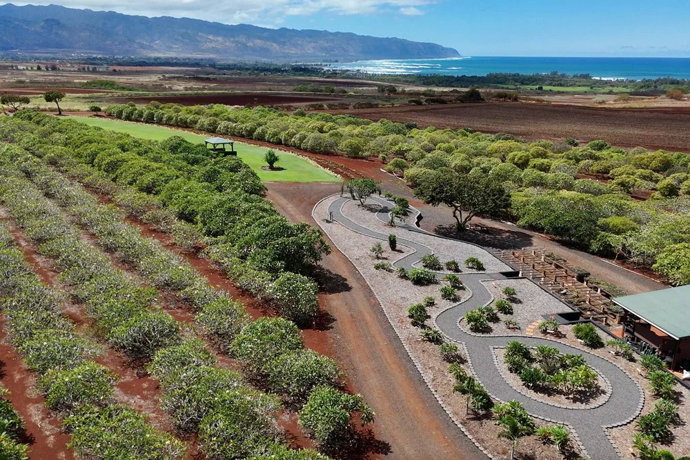 Farm Tour — Little Plumeria Farms