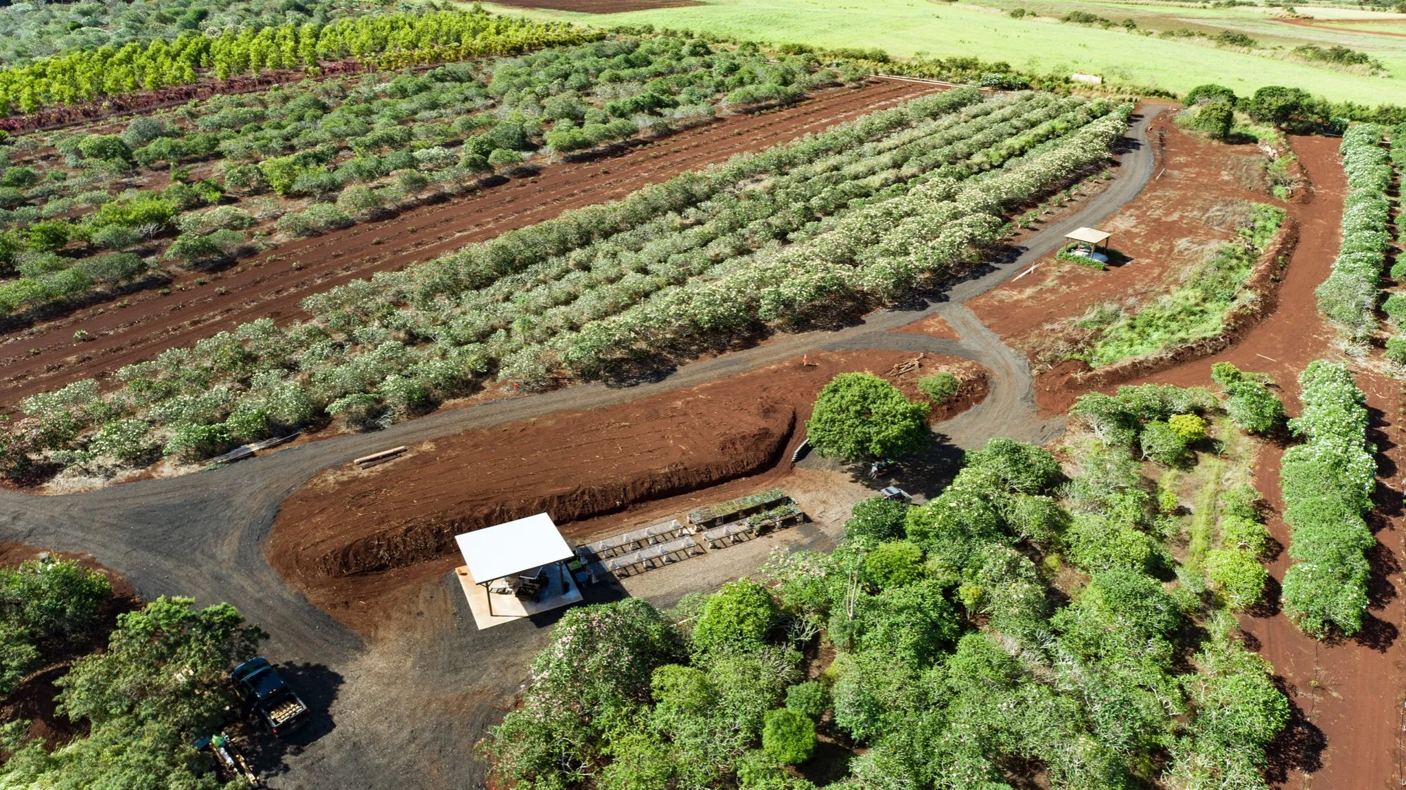 Farm Tour — Little Plumeria Farms