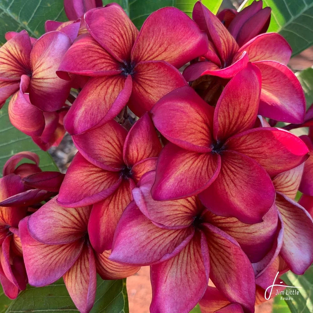 Plumerias — Little Plumeria Farms