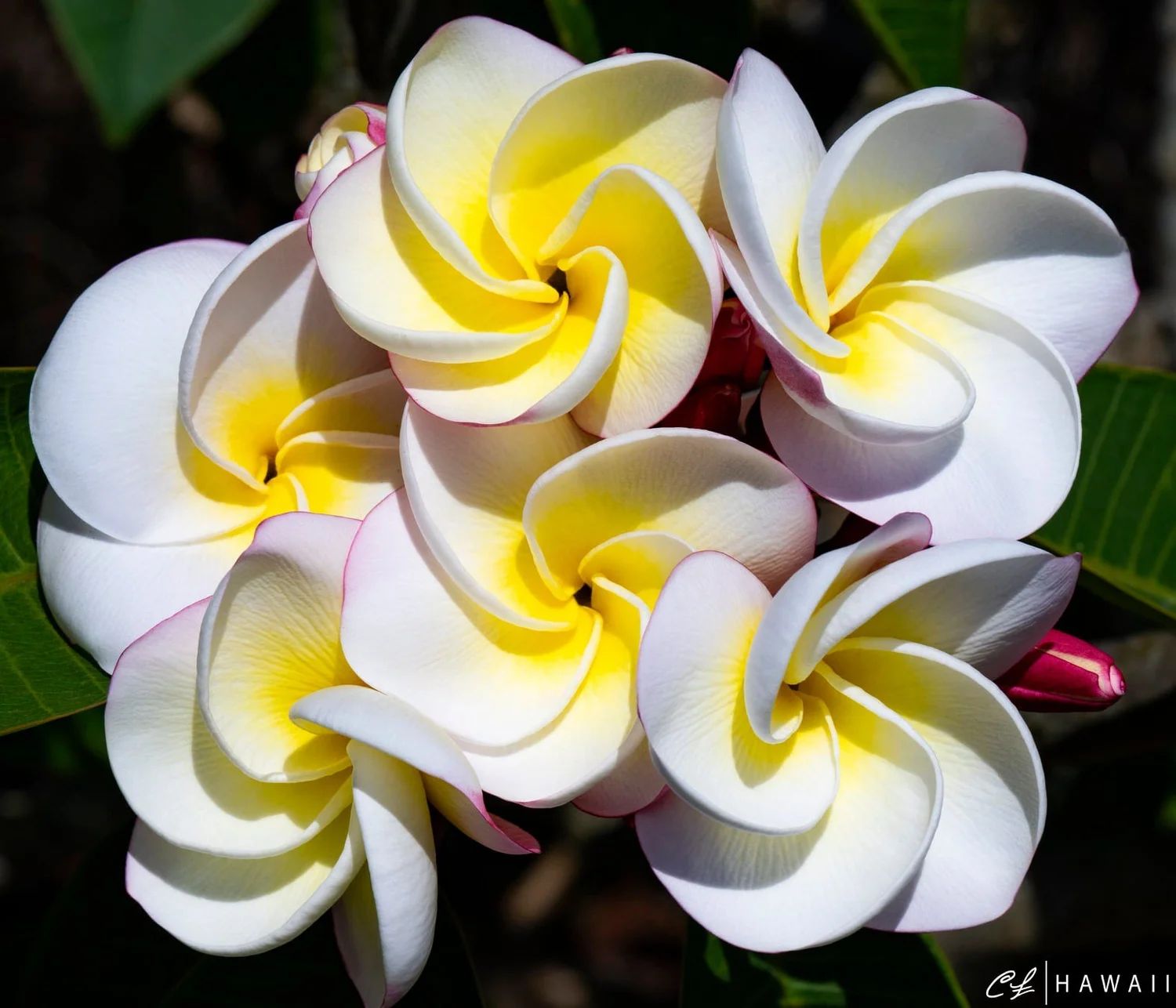 Farm — Little Plumeria Farms